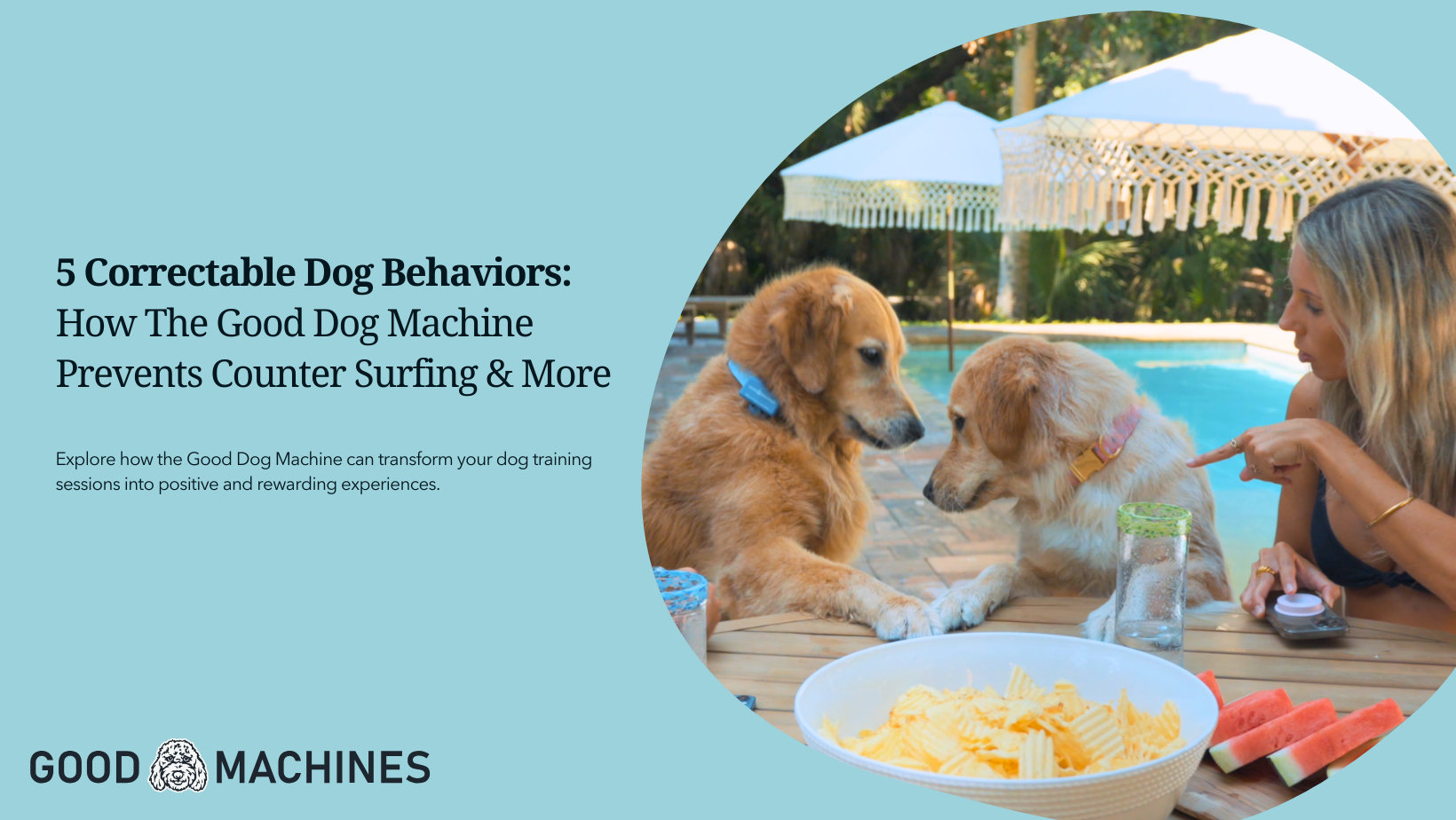 5 Correctable Dog Behaviors: How Good Dog Machine Prevents Counter Sur ...